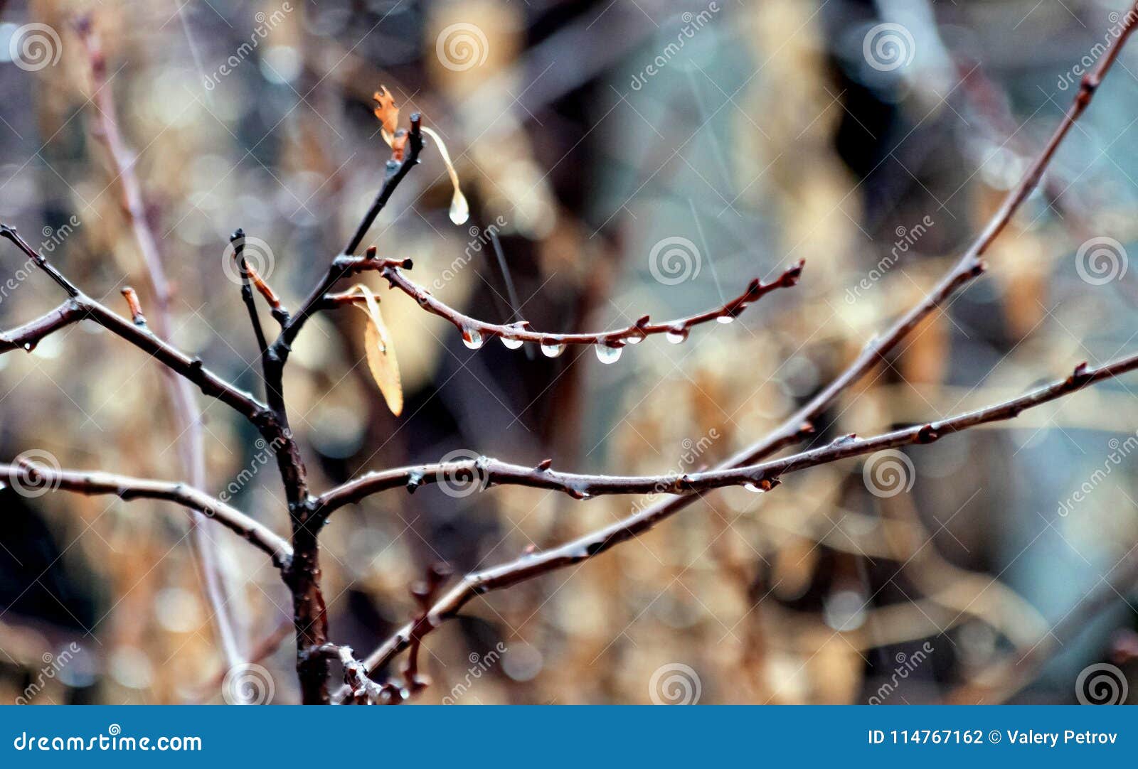 First Spring Rain, Raindrops on Bare Branches Stock Photo - Image of ...