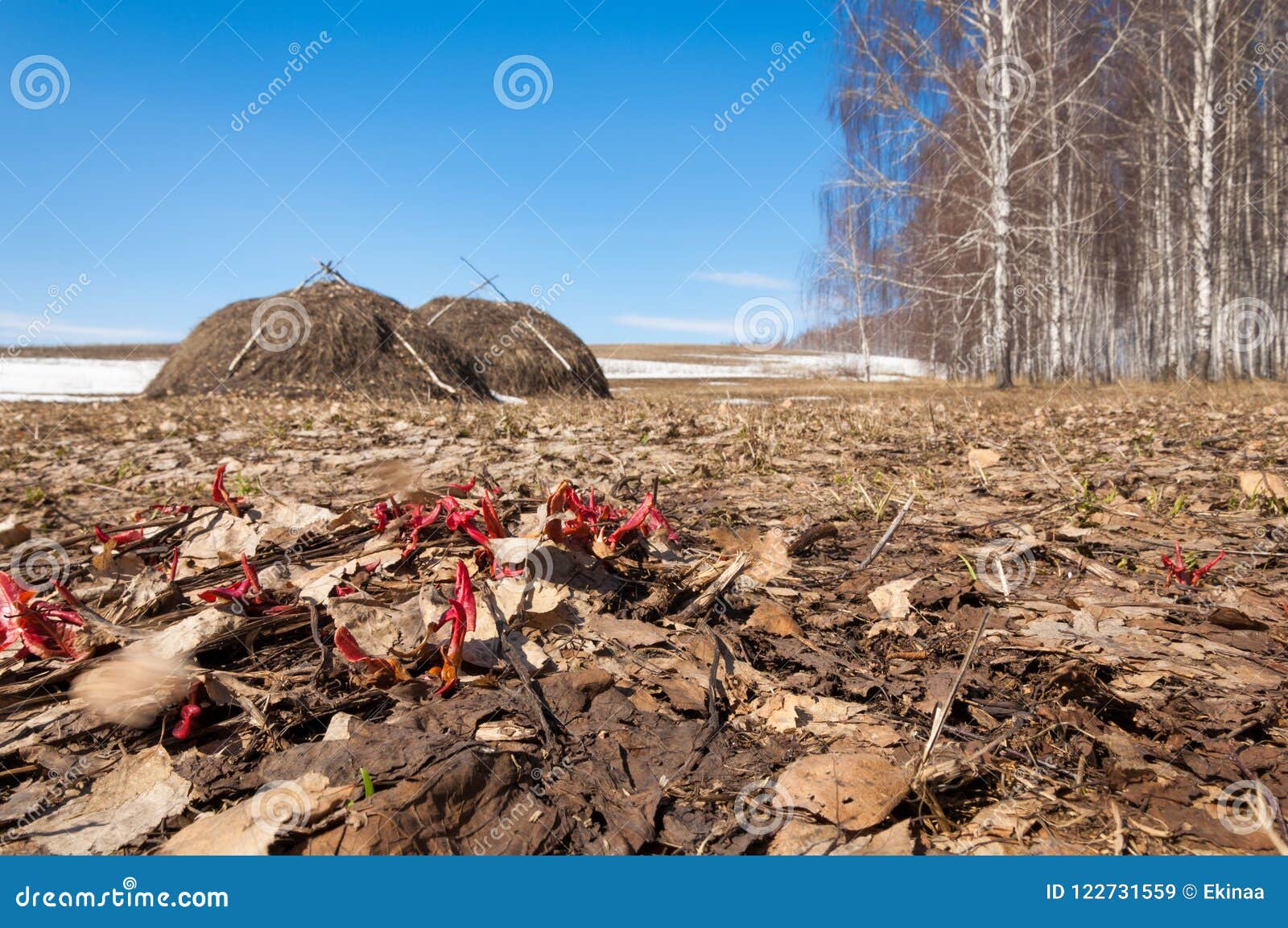 The First Spring Shoots of Grass, Snow Caked Old Birch Forest Ed Stock ...