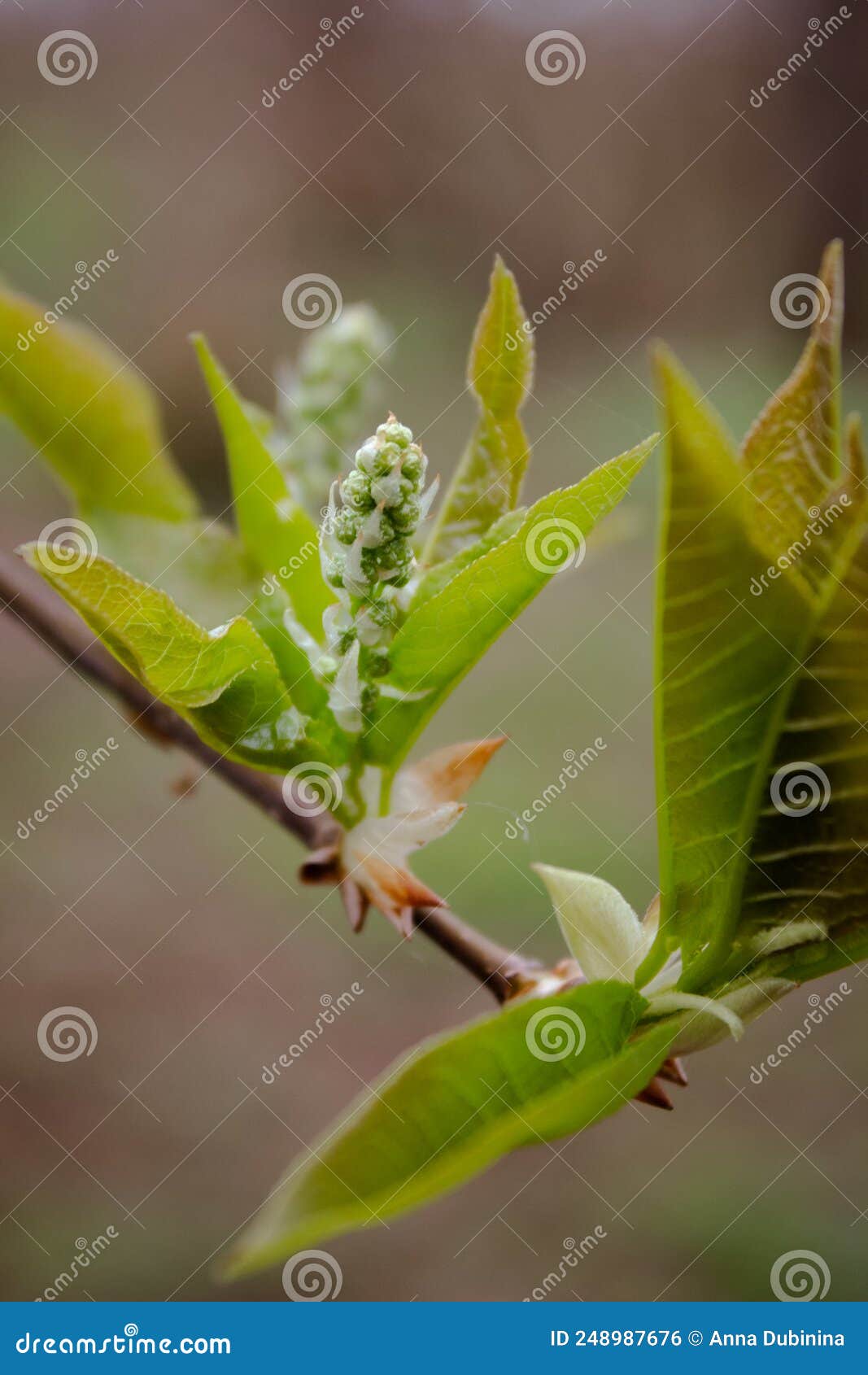 The First Spring Shoots of the Tree Stock Photo - Image of spring ...