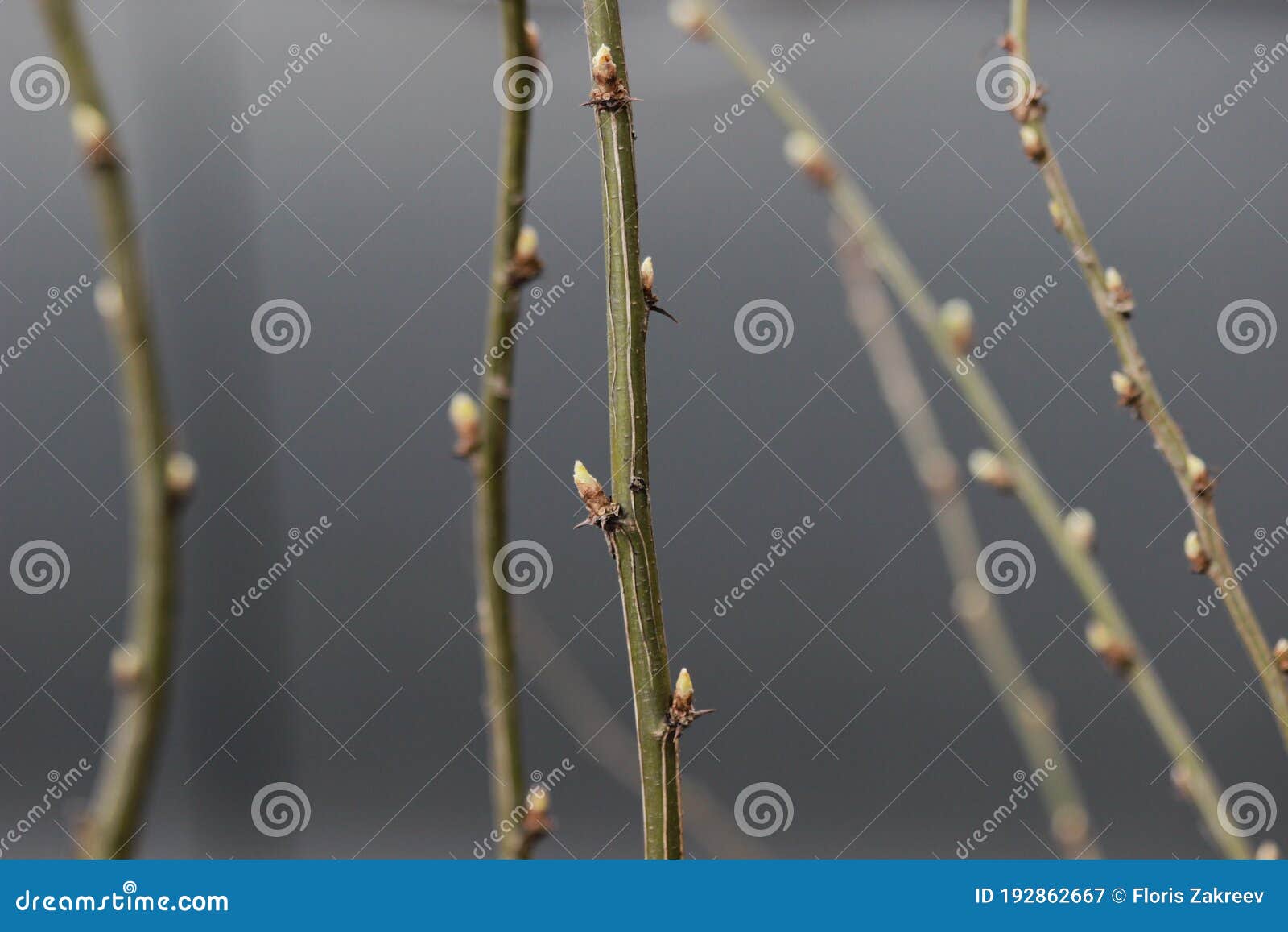 The First Spring Sprouts on Trees Stock Image - Image of light, spring ...