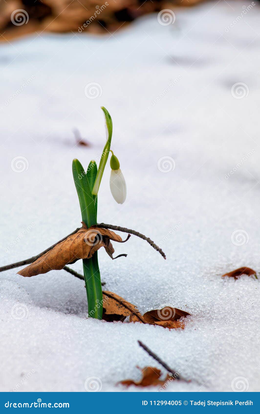 The First Spring Snowdrop. White Spring Flowers on Snow. Symbol of ...