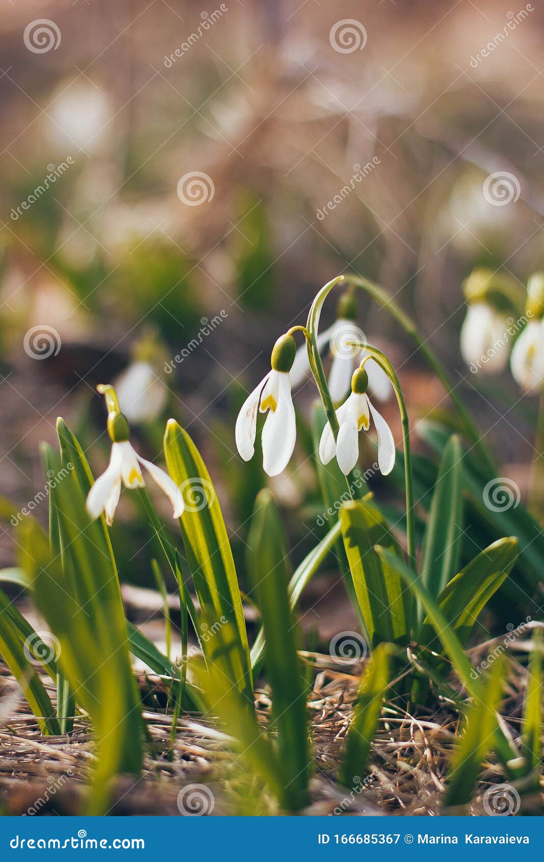 First Spring Snowdrops Flowers Fresh and Delicate in the Forest or ...
