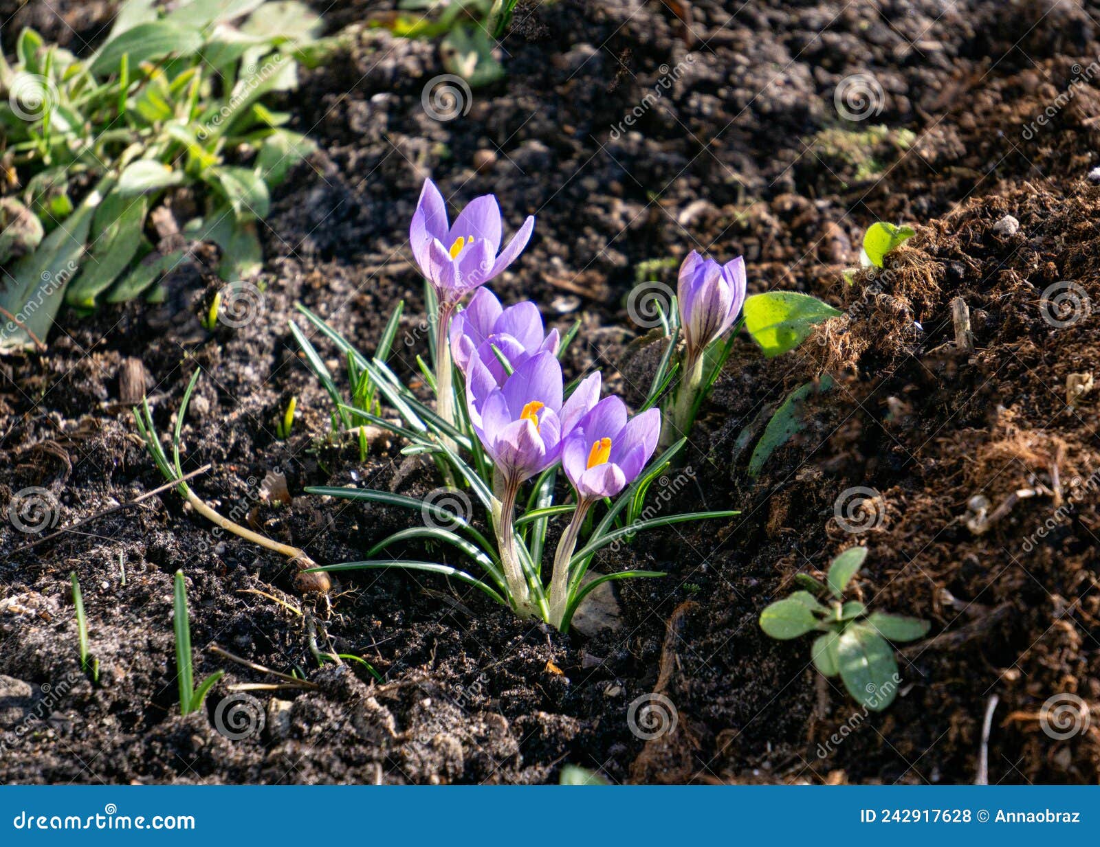 The First Spring Soft Purple Crocus Flowers, the First Sign of Spring ...