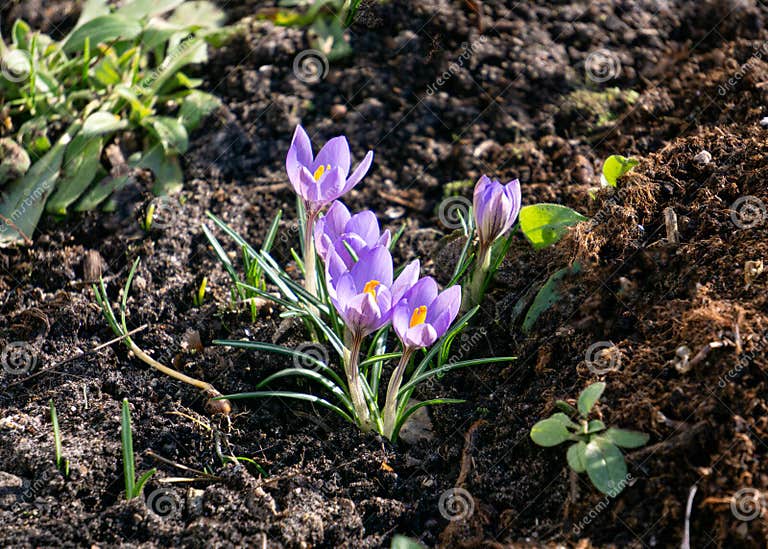 The First Spring Soft Purple Crocus Flowers, the First Sign of Spring ...