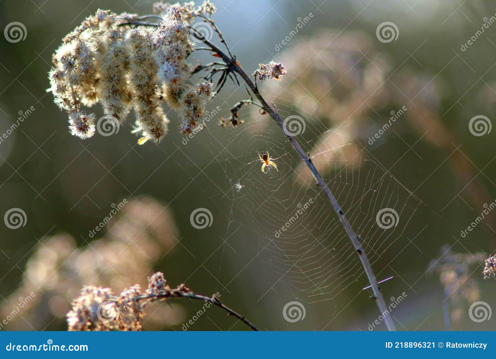 The First Spring Spider S Web in the Morning Stock Image - Image of ...