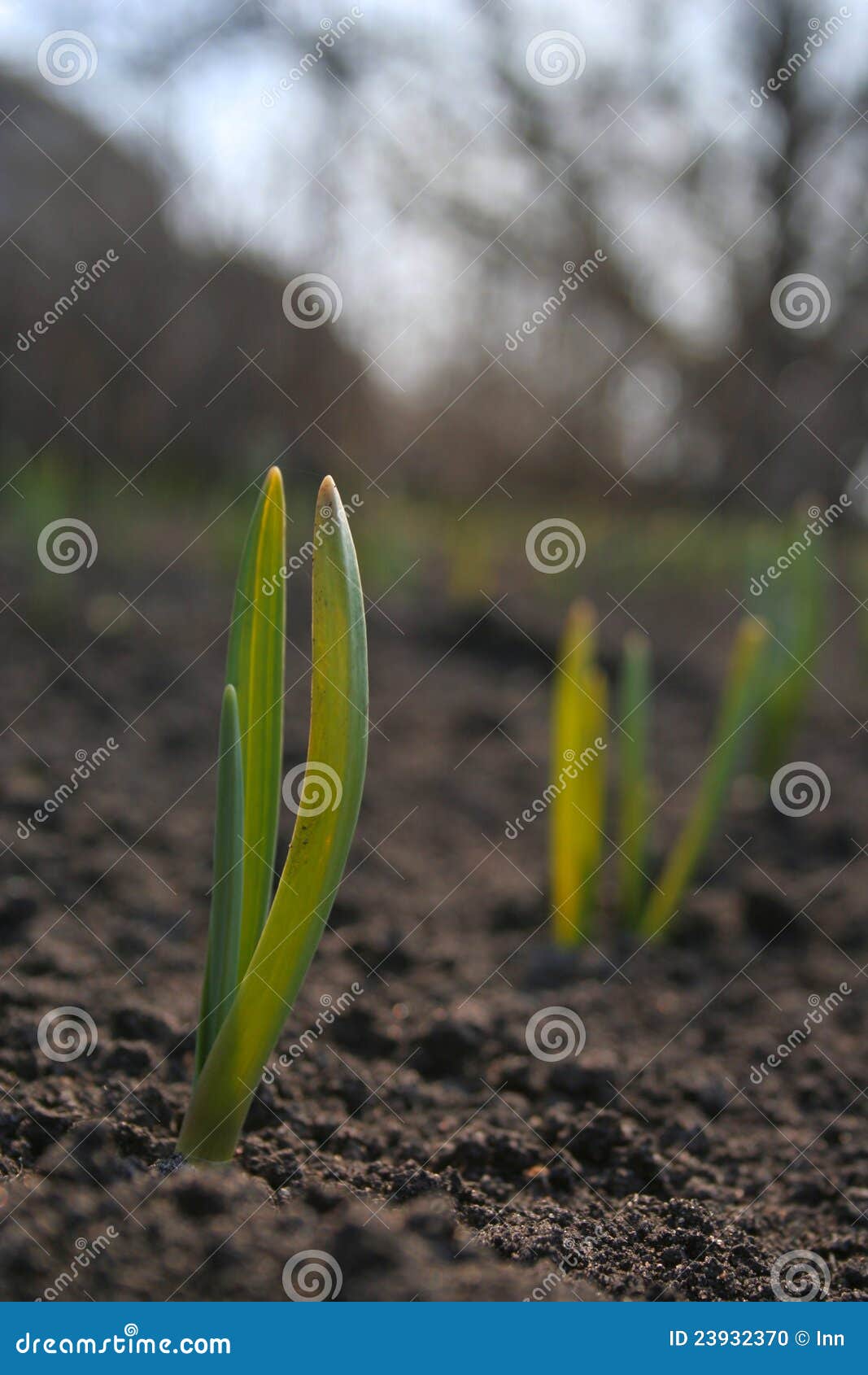 First spring sprouts stock photo. Image of season, detail - 23932370