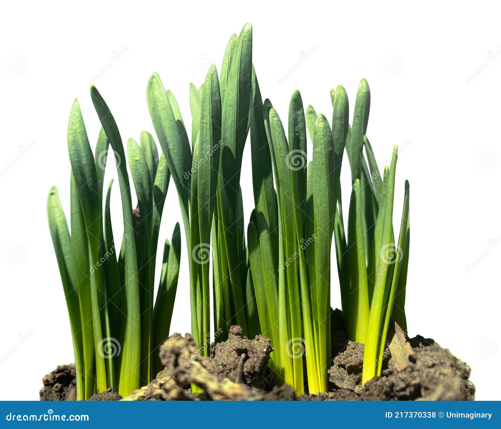 First Spring Sprouts of Daffodil Isolated on White Background Stock ...