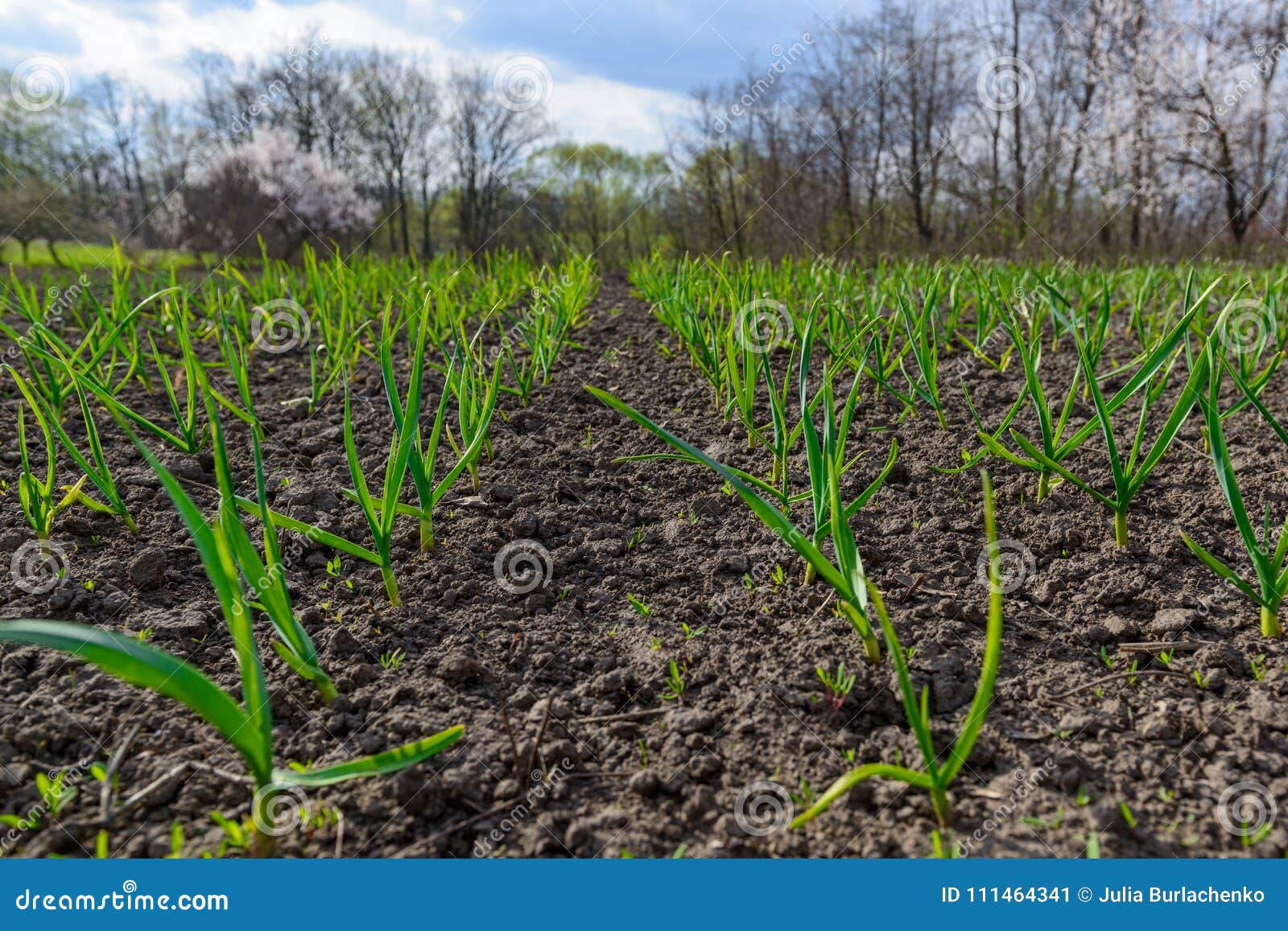 First spring sprouts. stock image. Image of cultivated - 111464341