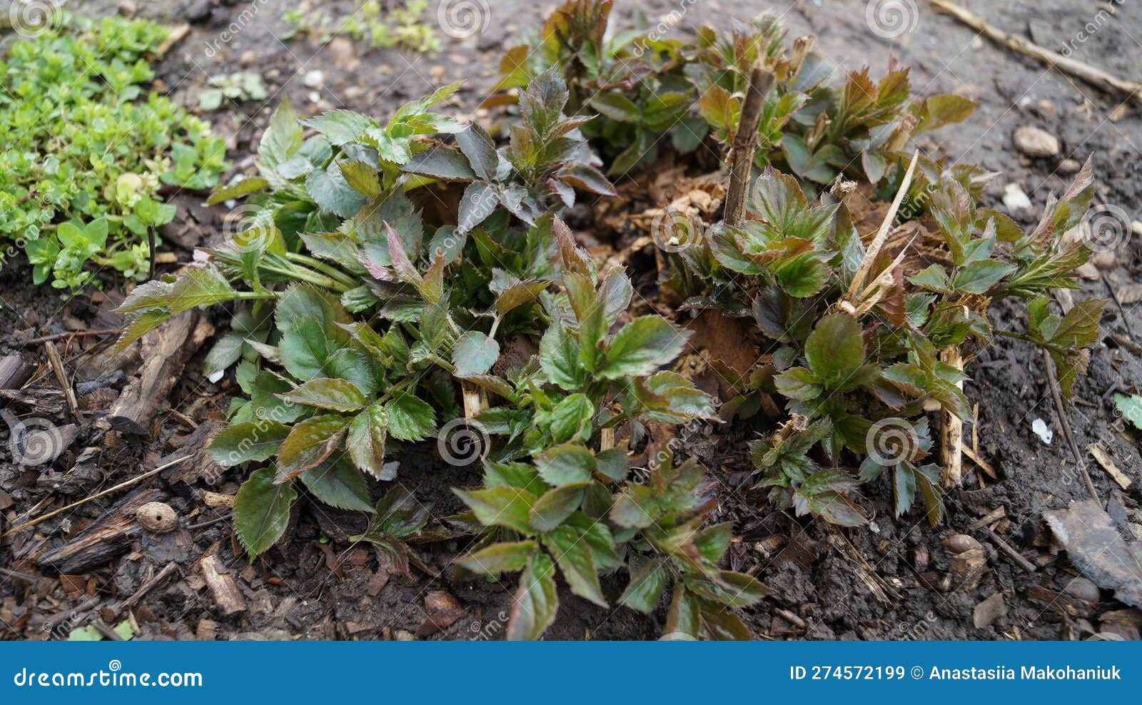 First Spring Sprouts in the Garden after the Rain Stock Image - Image ...