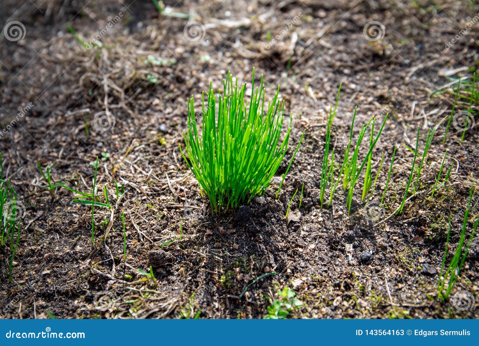 First Spring Sprouts, Green Grass Stock Image - Image of healthy ...