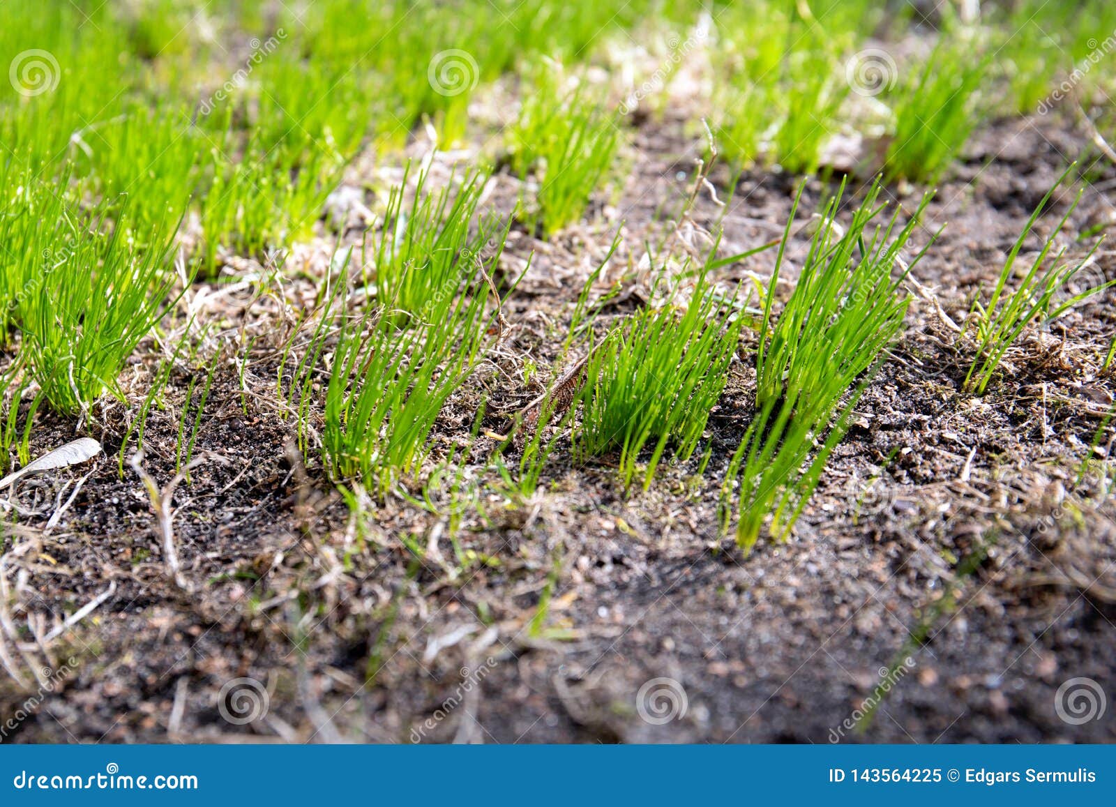 First Spring Sprouts, Green Grass Stock Image - Image of agriculture ...