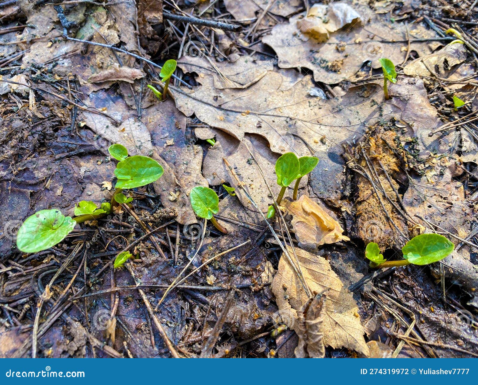 The First Spring Sprouts of Plants in the Ground Stock Photo - Image of ...