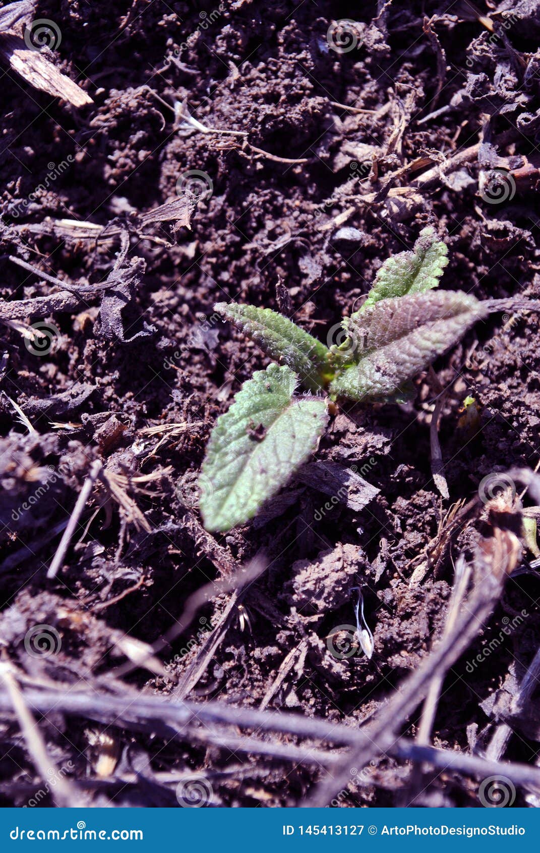 First Spring Sprouts of Sage Plant Growing on Background of Black Earth ...