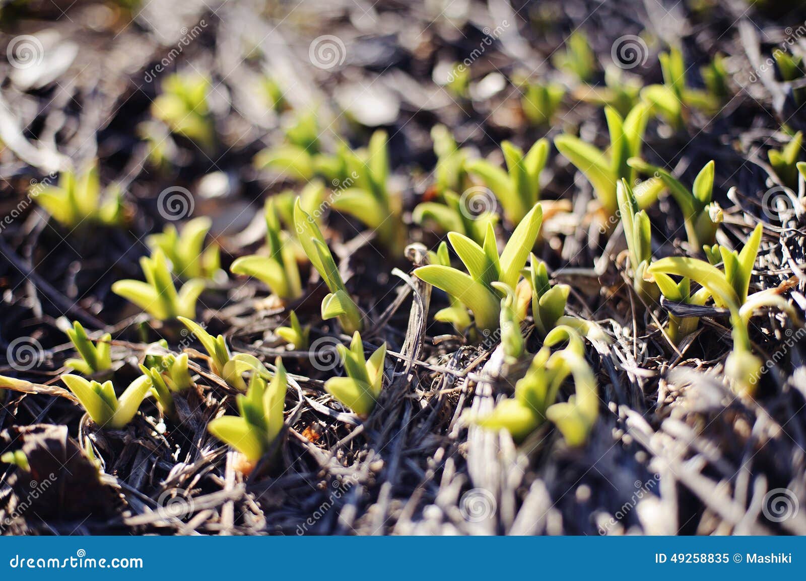 First Spring Sprouts in Sunny Day Stock Image - Image of gardener ...