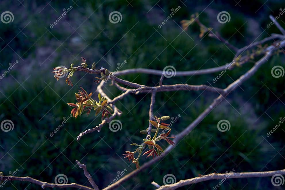 The First Spring Sprouts of a Walnut Tree Stock Photo - Image of nature ...
