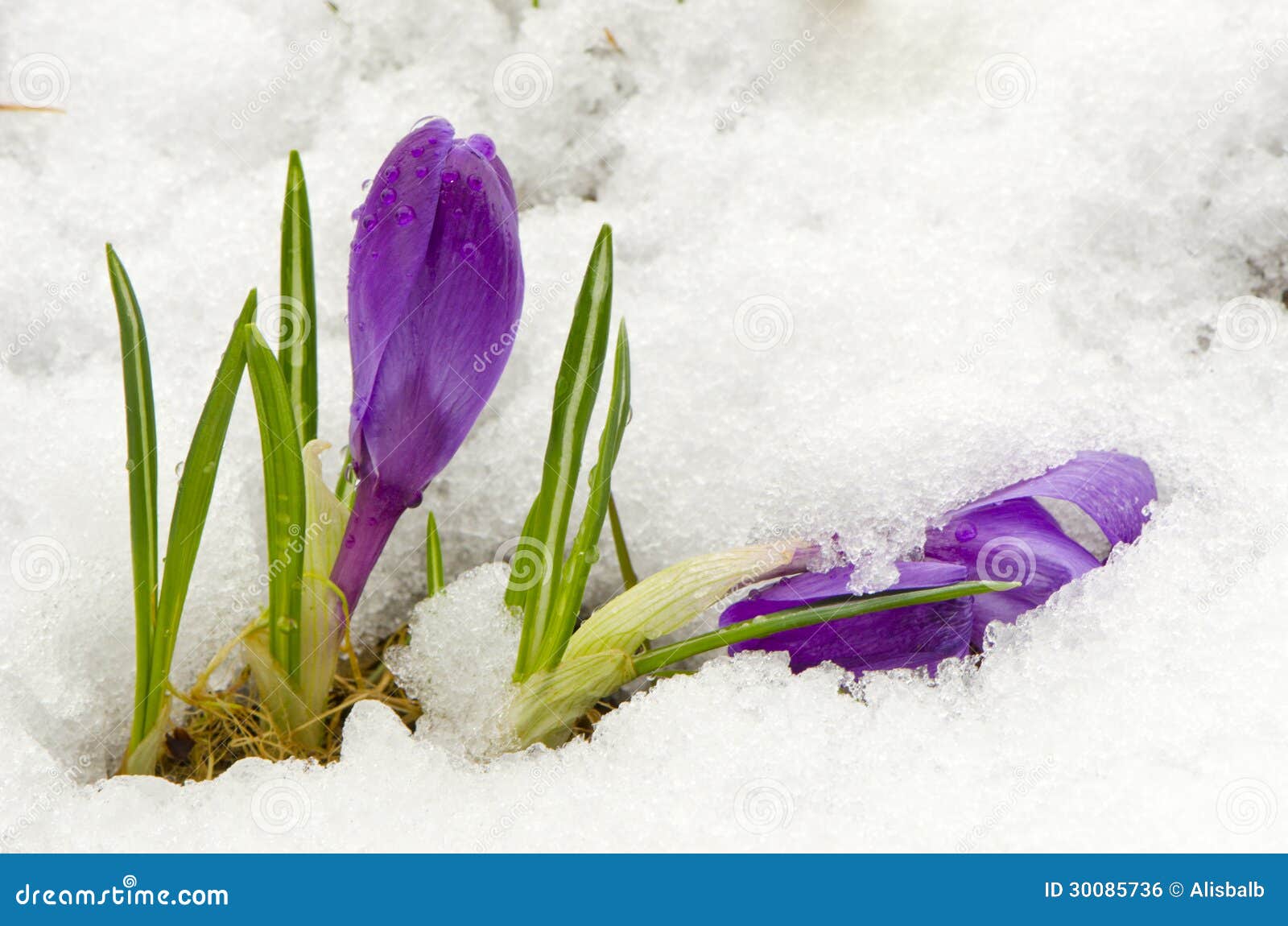 First Spring Crocus Flower on Snow Stock Photo - Image of head, cold ...