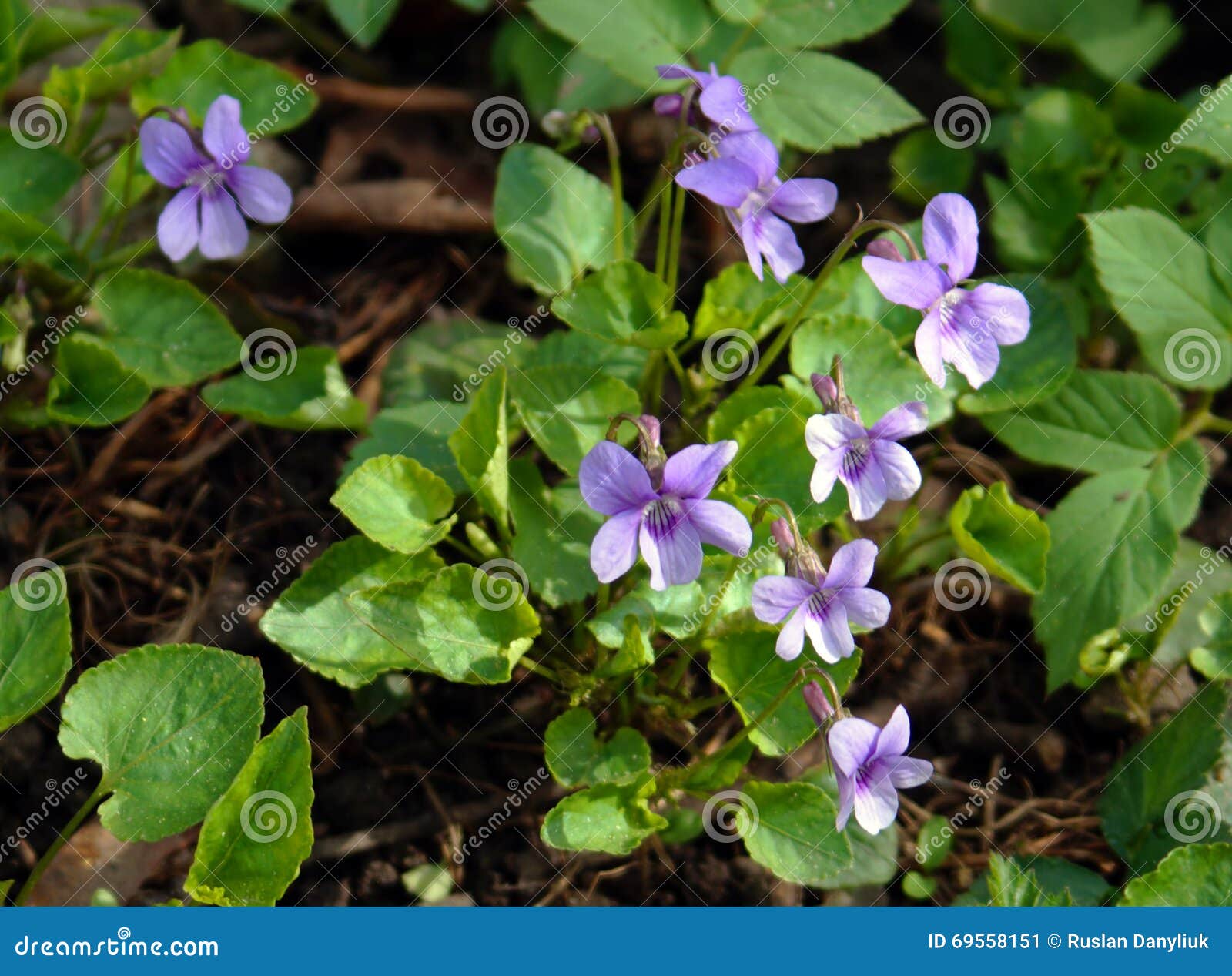 First spring violets stock image. Image of season, purple - 69558151