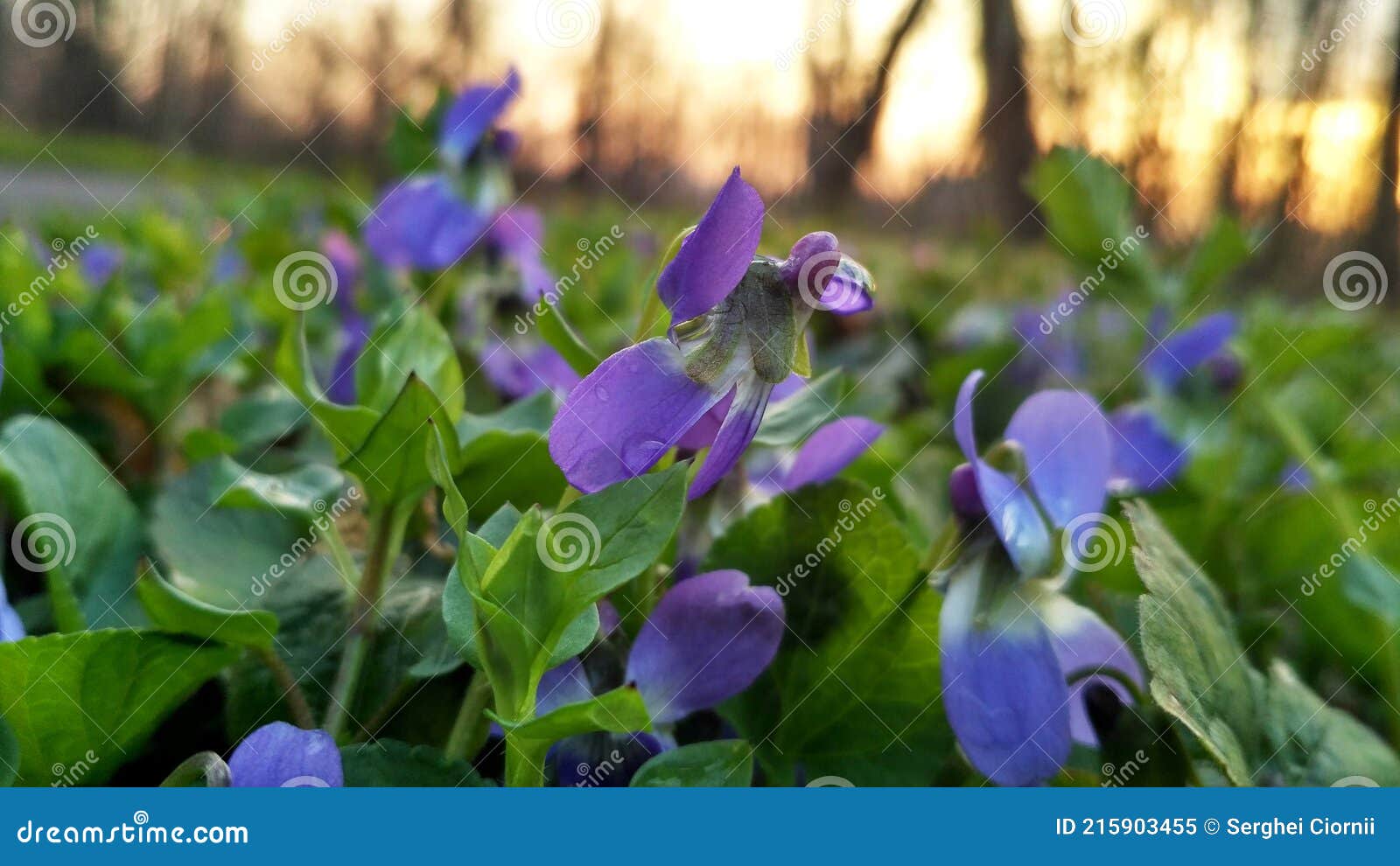 The First Spring Violets in the Forest Stock Image - Image of grassland ...