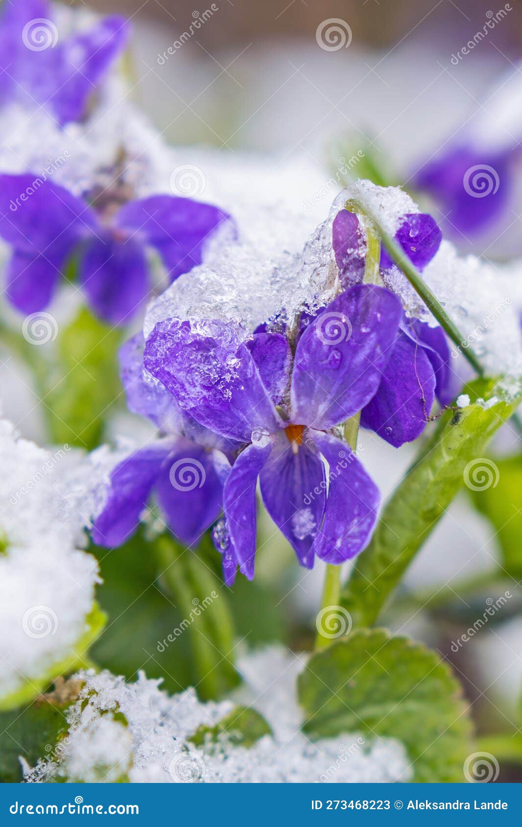 First Spring Violets Flowers Under Snow Stock Image - Image of early ...