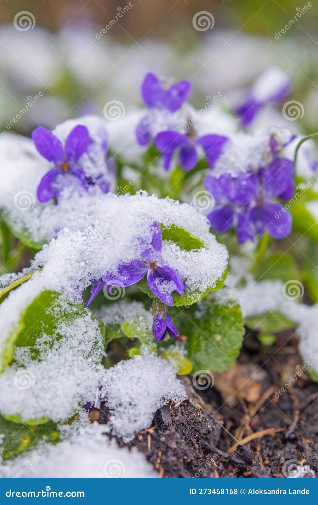 First Spring Violets Flowers Under Snow Stock Photo - Image of holiday ...
