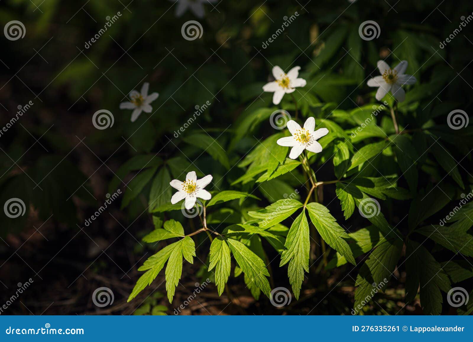 First Spring White Flowers in the Forest Stock Image - Image of herb ...
