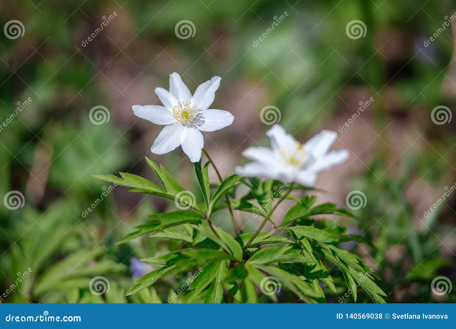First Spring White Flowers in the Forest Stock Photo - Image of concept ...