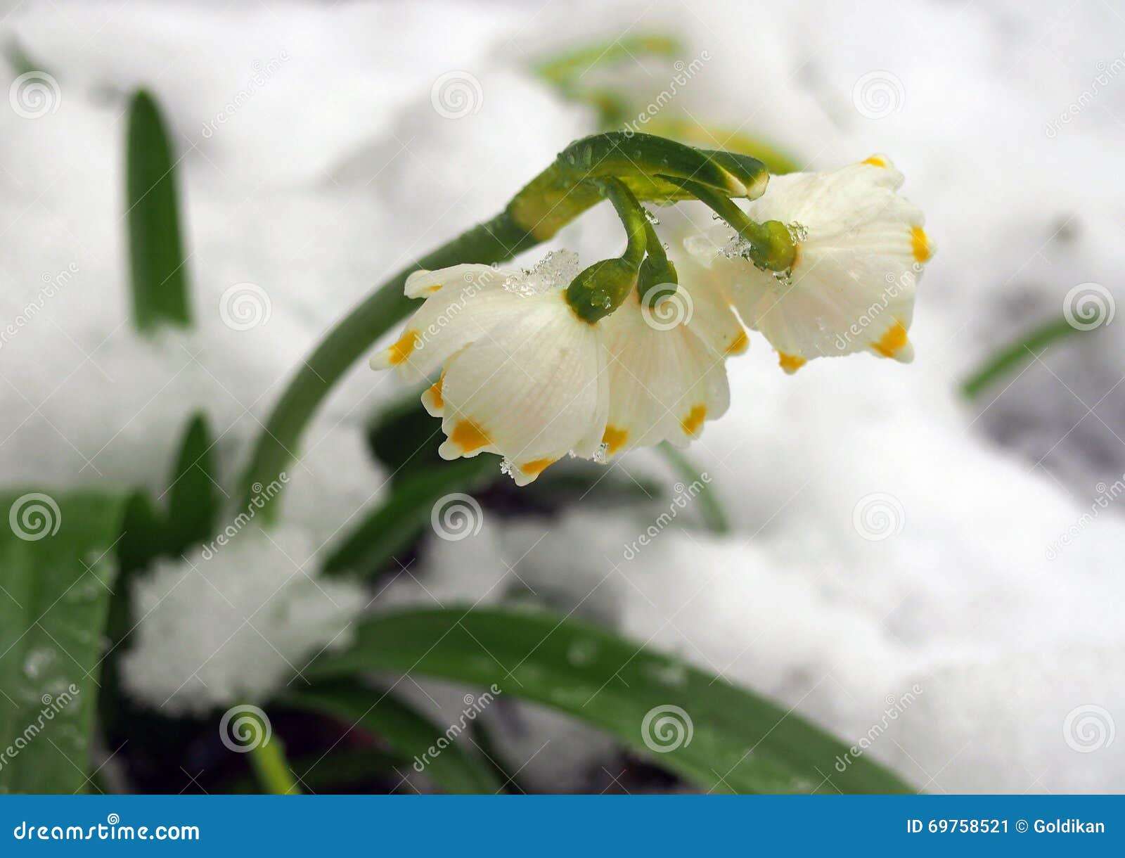 First Spring White Flowers in Snow Stock Image - Image of green, flower ...