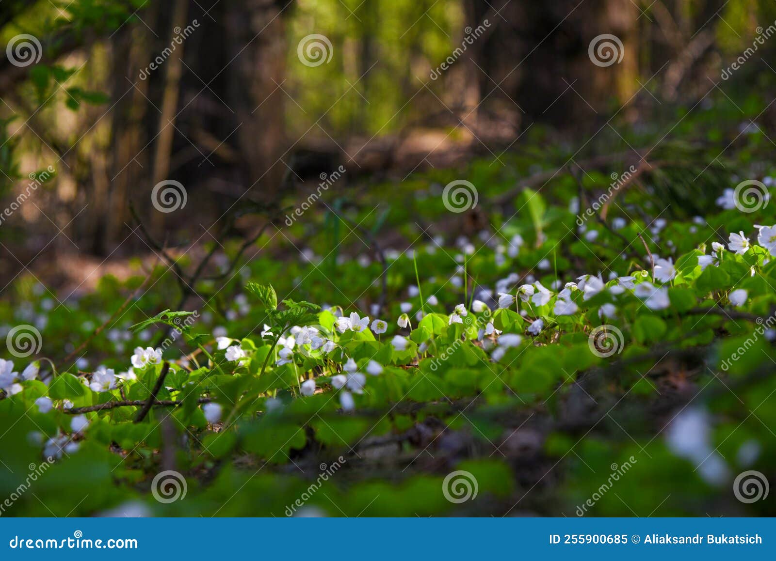 First Spring White Wildflowers in the Forest Stock Image - Image of ...