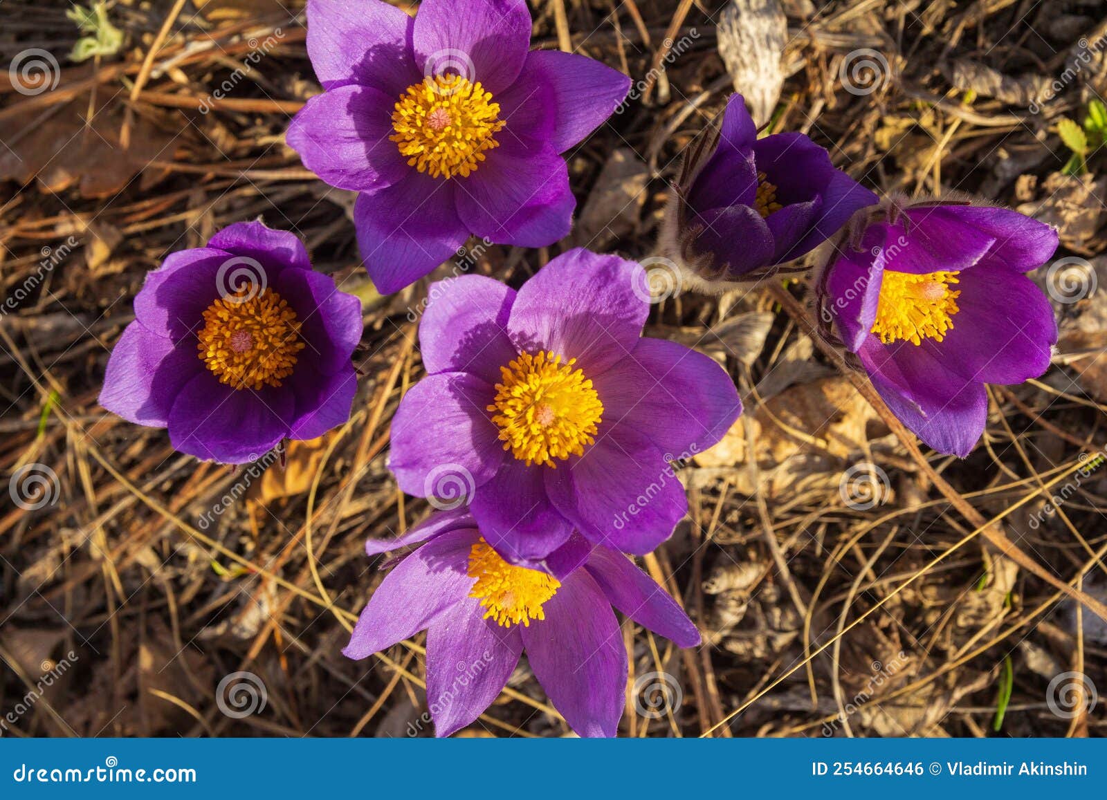 The First Spring Wildflowers Stock Photo - Image of blooming, fluffy ...