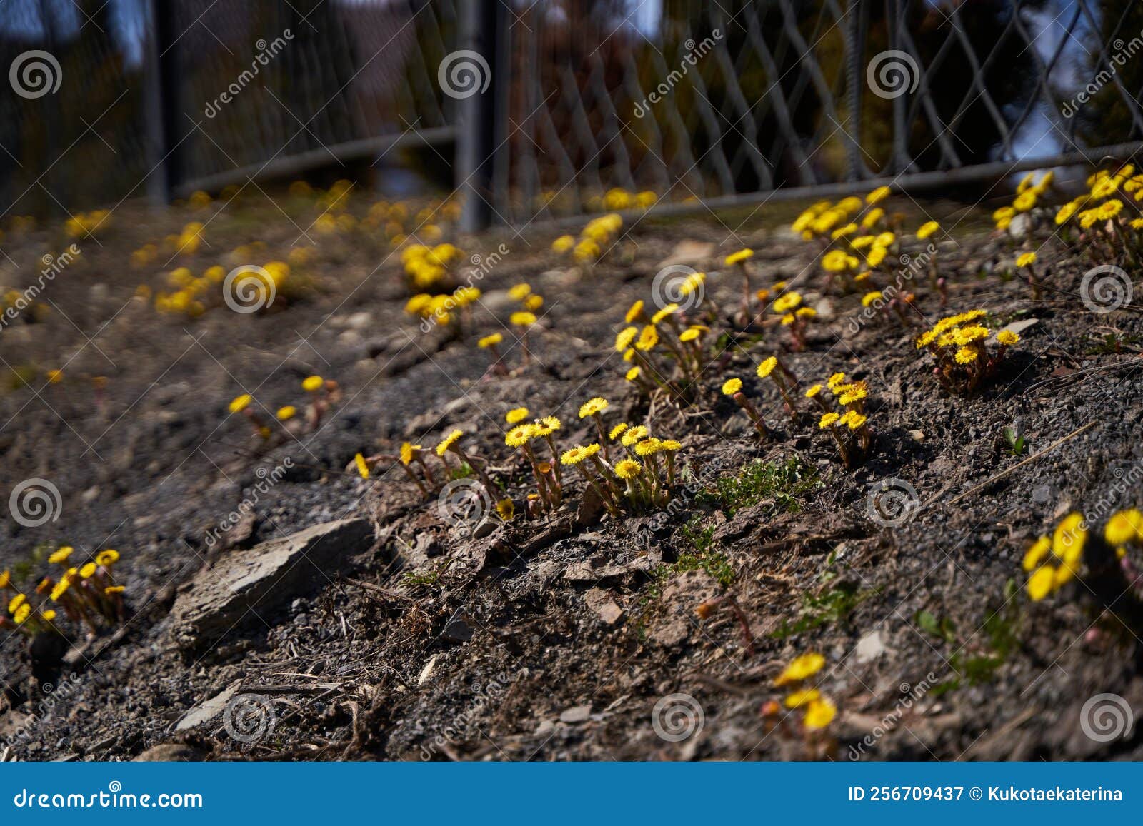 First Spring Yellow Dandelion Pop Up from the Ground Stock Image ...