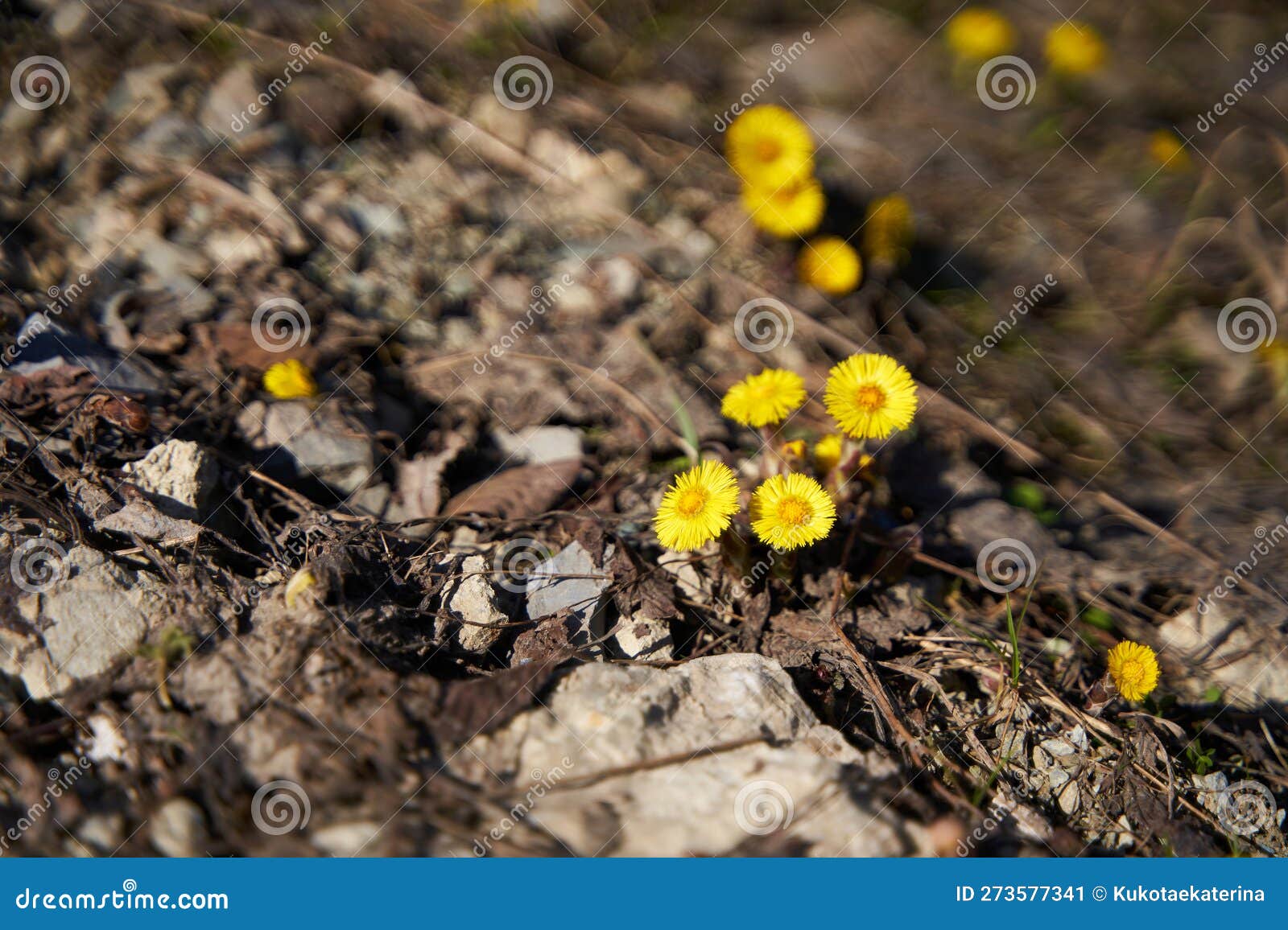 First Spring Yellow Dandelion Pop Up from the Ground Stock Image ...