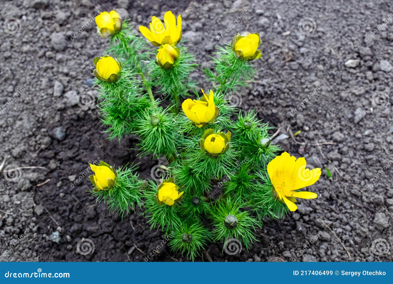 The First Spring Yellow Flowers. Stock Image - Image of leaf, holiday ...