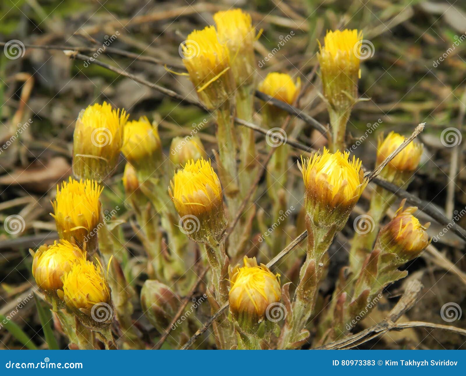 The First Spring Yellow Flowers Stock Image - Image of flora, closeup ...
