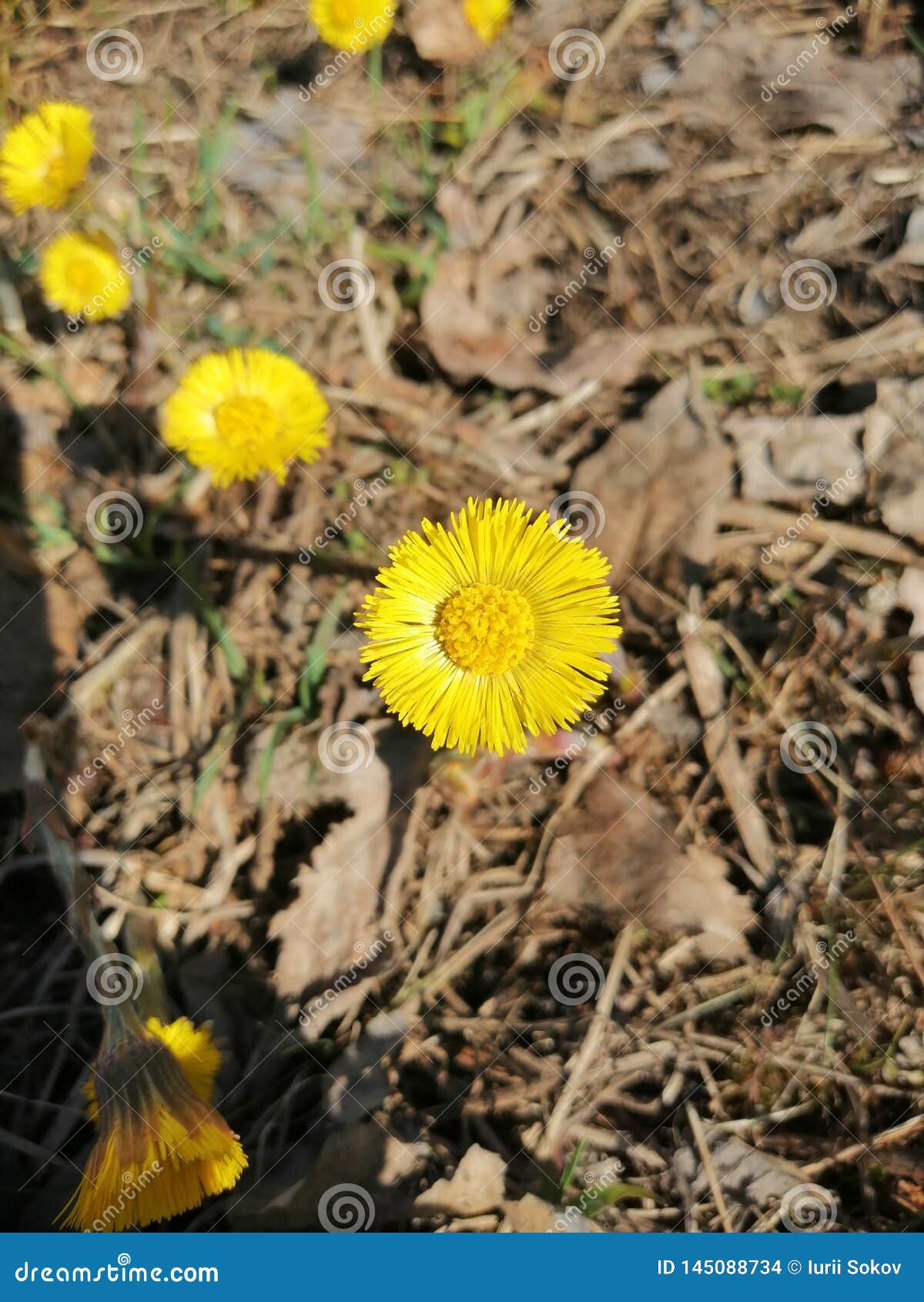 First Spring Yellow Flowers Stock Photo - Image of nature, beauty ...