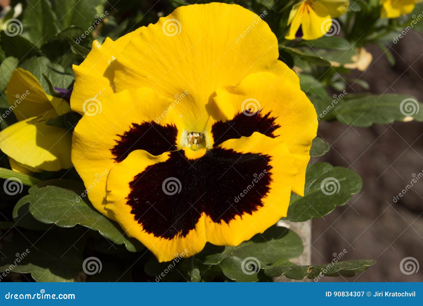 First spring yellow pansy stock image. Image of pansy - 90834307