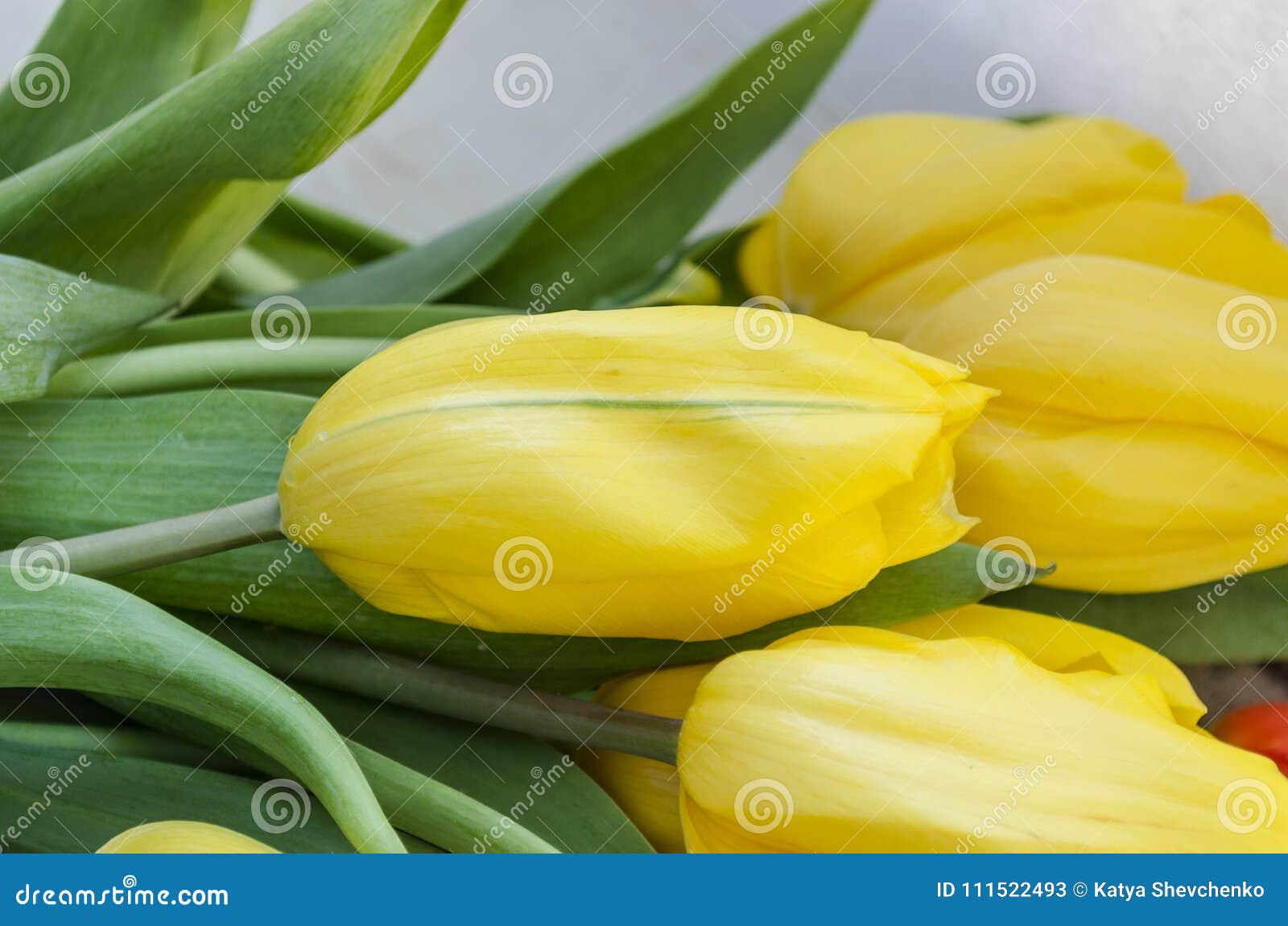 First spring yellow tulips stock image. Image of love - 111522493