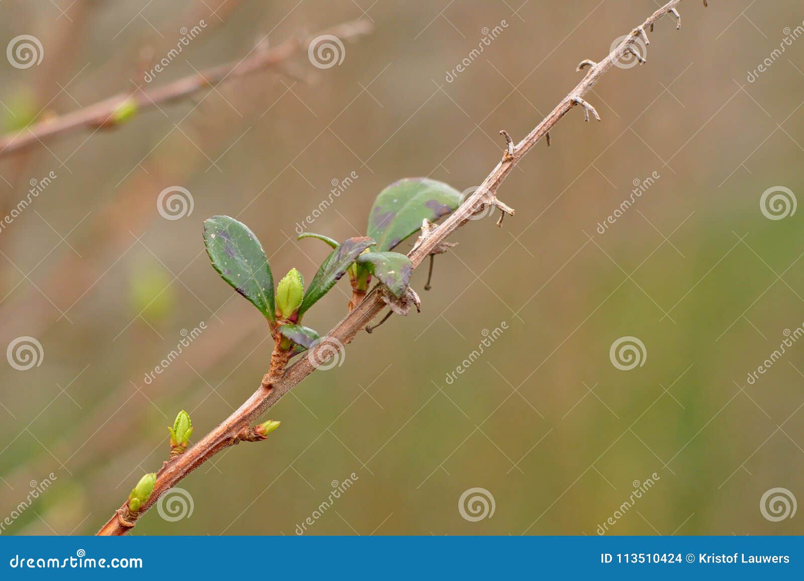 First Sprouting Spring Leafs and Buds on a Twig Stock Photo - Image of ...