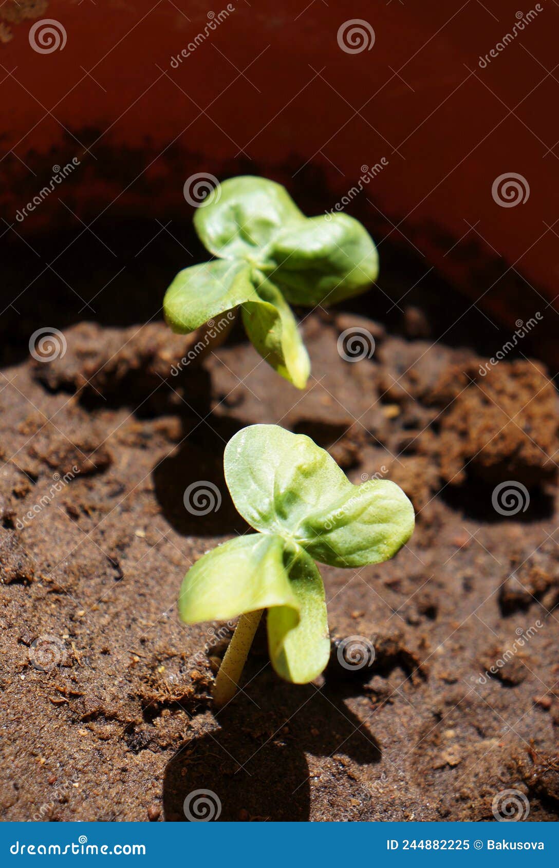 First Sprouts of Cotton Plant Stock Image - Image of leaf, sprouts ...