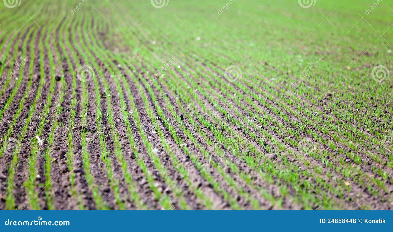 First sprouts in the field stock photo. Image of nature - 24858448