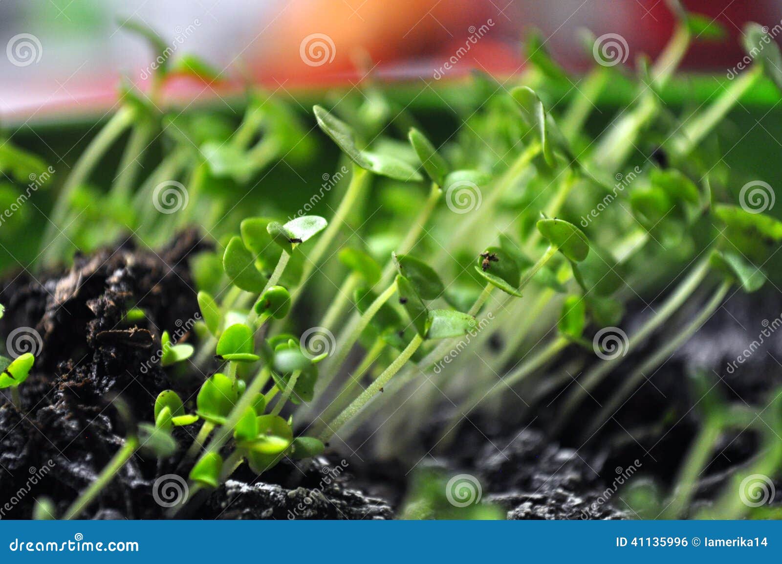 First Sprouts of Spring stock photo. Image of shoots - 41135996