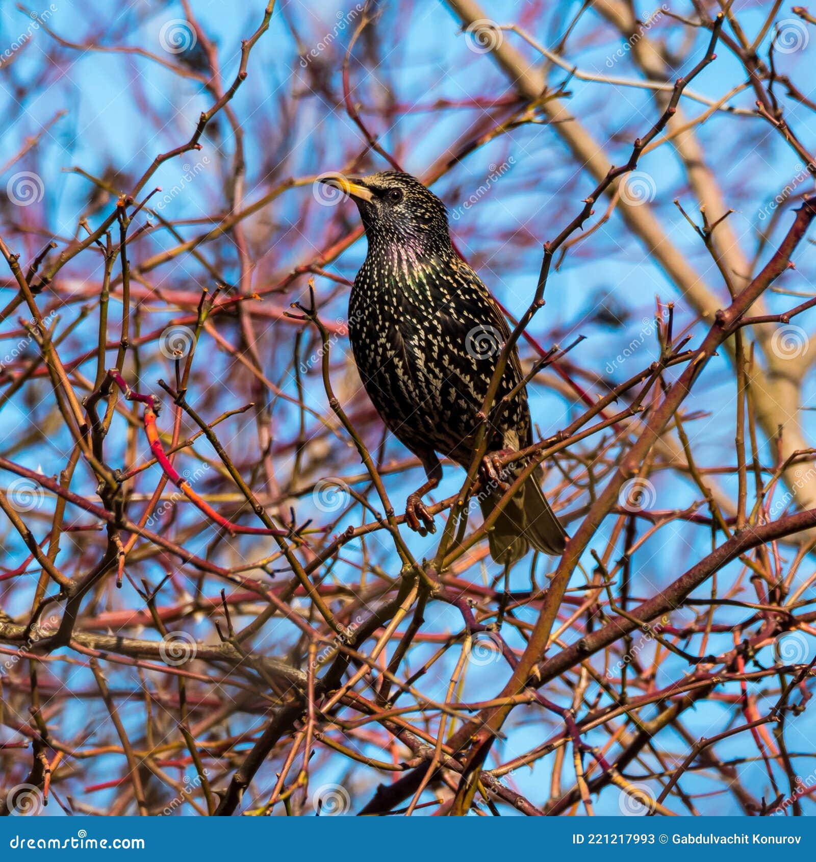 First Starling on the Eve of Spring Stock Image - Image of blue ...