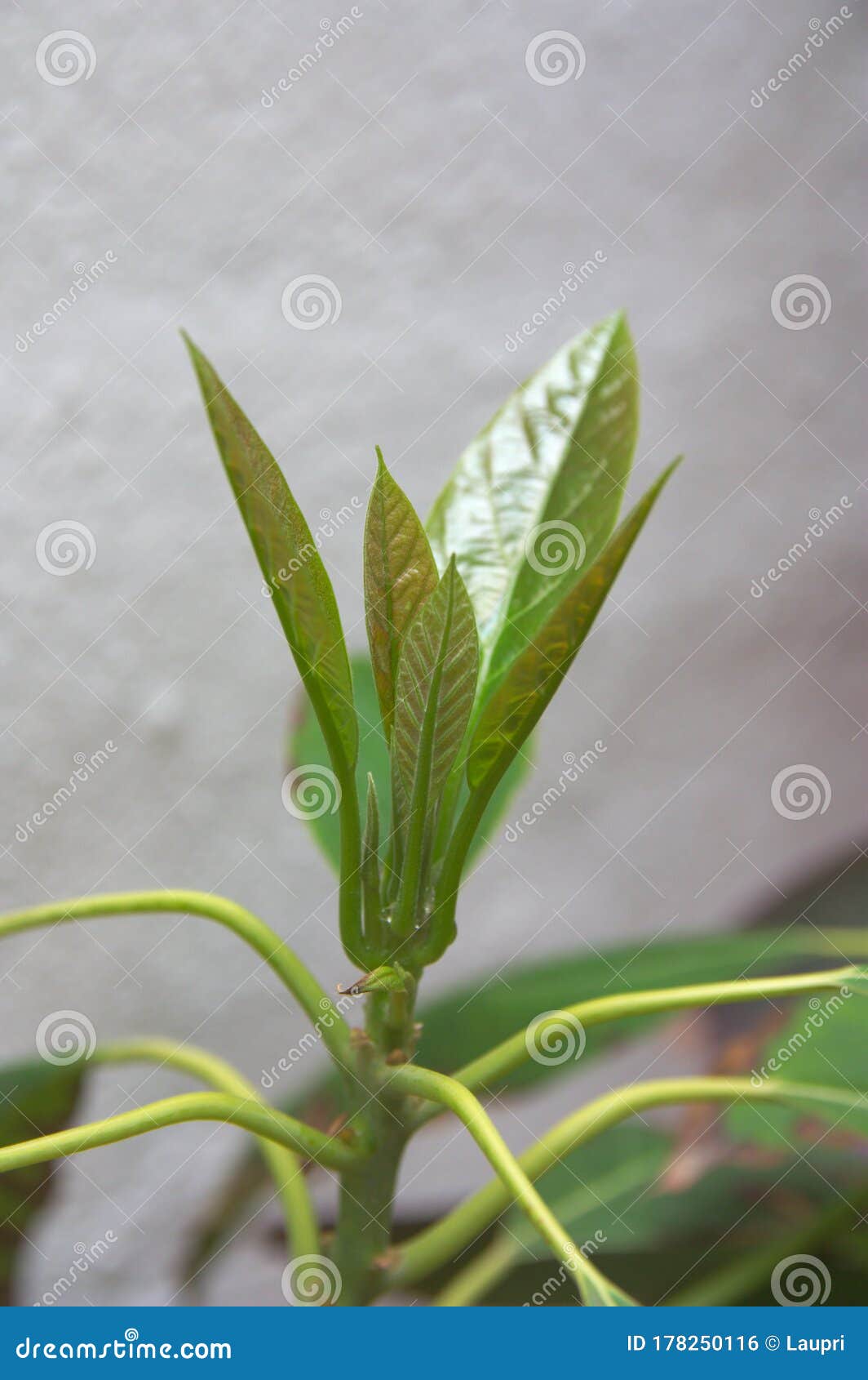 First Stems and New Leaves of a Young Avocado Tree Stock Photo - Image ...