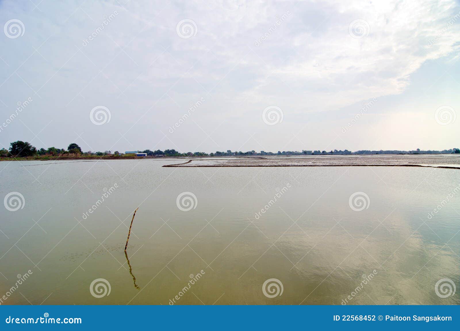 First step make rice farm stock photo. Image of growth - 22568452