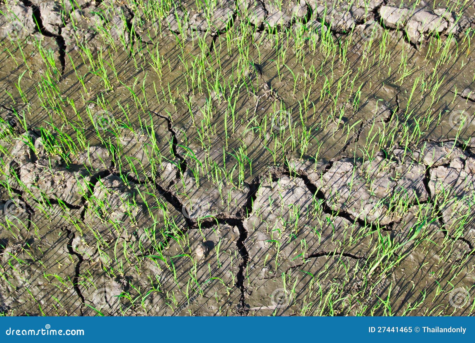 First step make rice farm stock image. Image of culture - 27441465