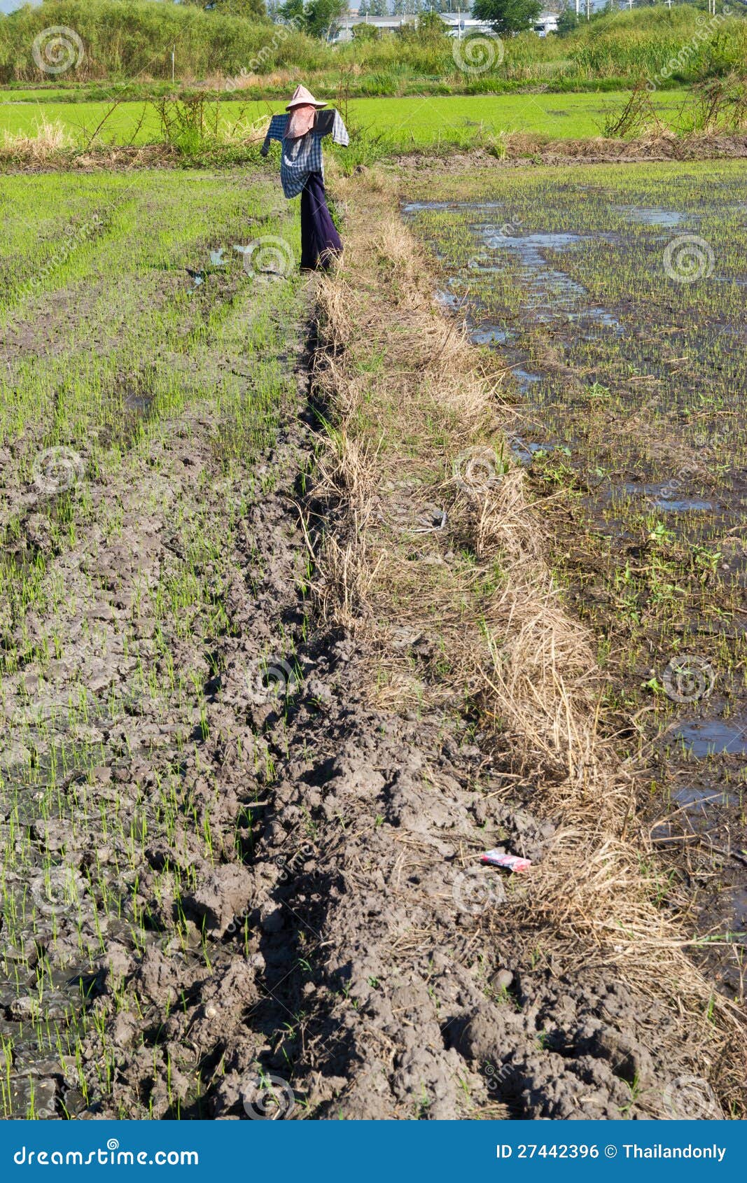 First step make rice farm stock photo. Image of beautiful - 27442396