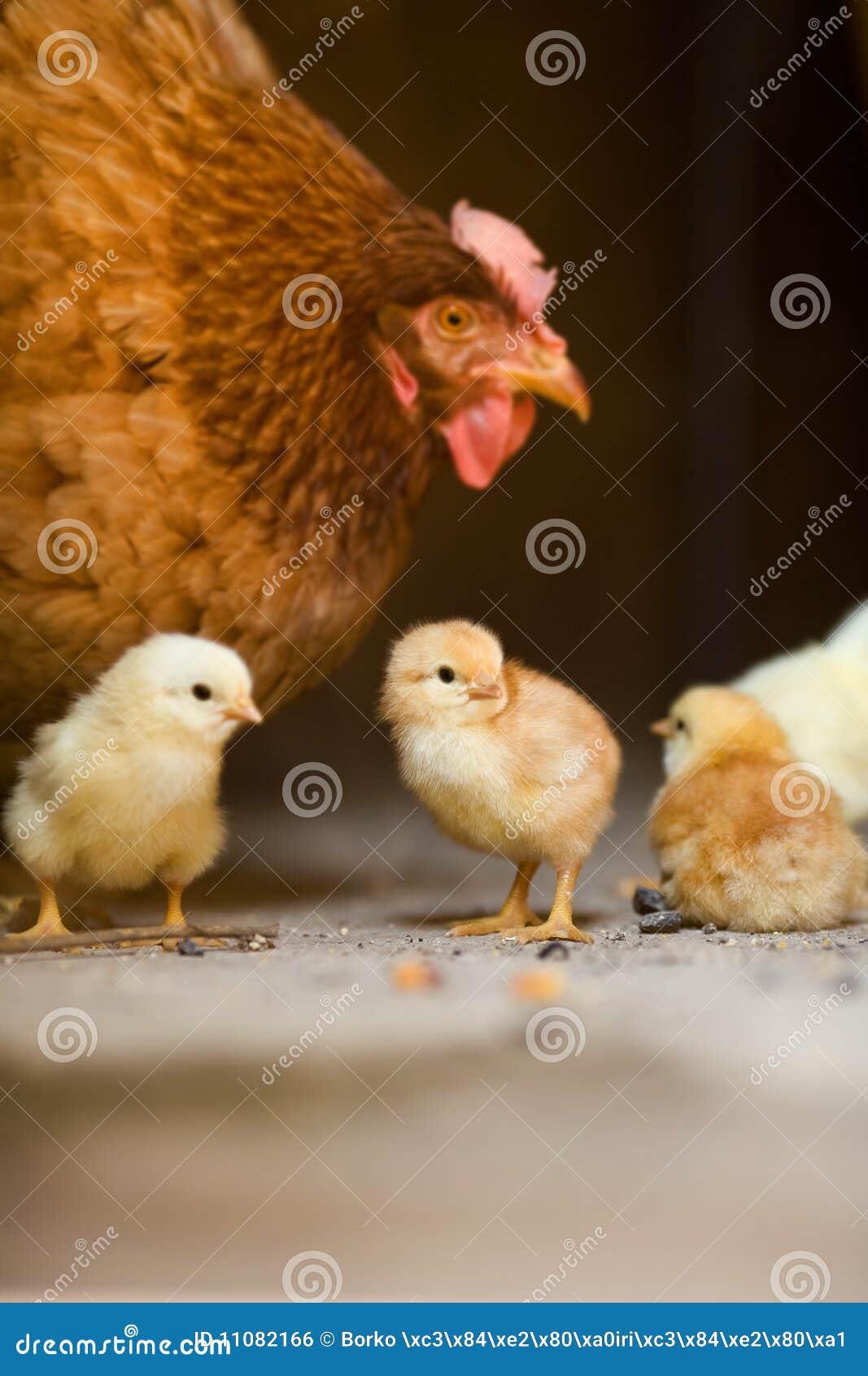 First Steps stock photo. Image of animal, mother, looking - 11082166