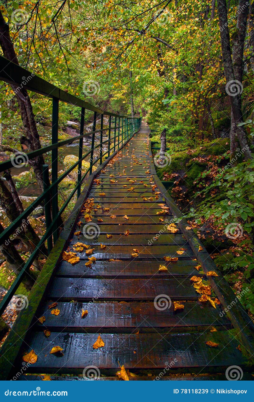 First steps of the autumn stock image. Image of wooden - 78118239