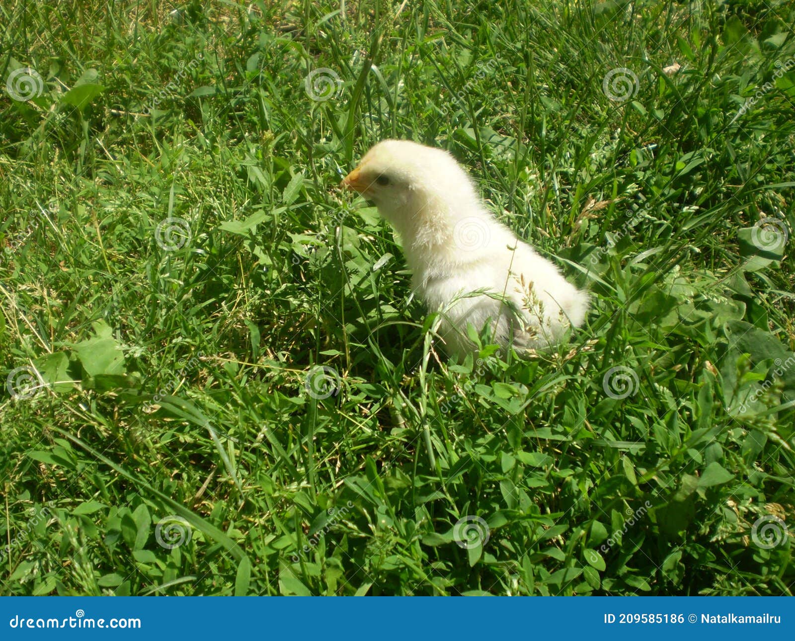 Yellow chick on grass stock photo. Image of plant, little - 209585186