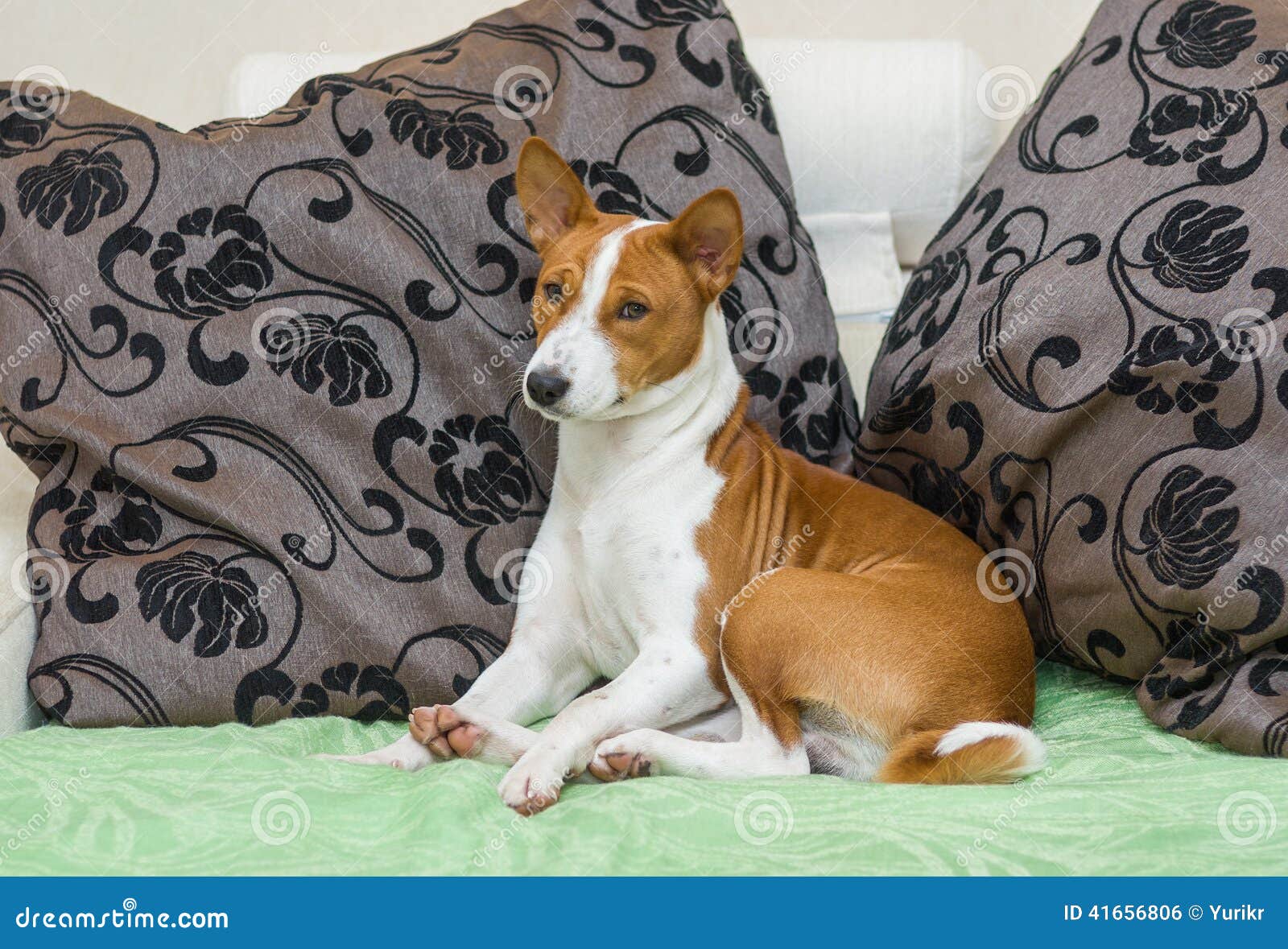 Sleepy Basenji dog stock photo. Image of rest, relax - 41656806