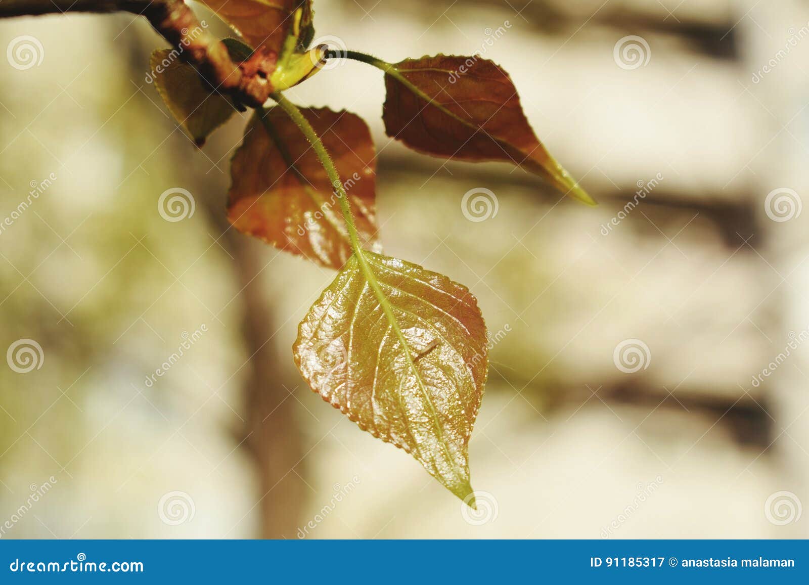First sticky leaves stock image. Image of nature, fresh - 91185317